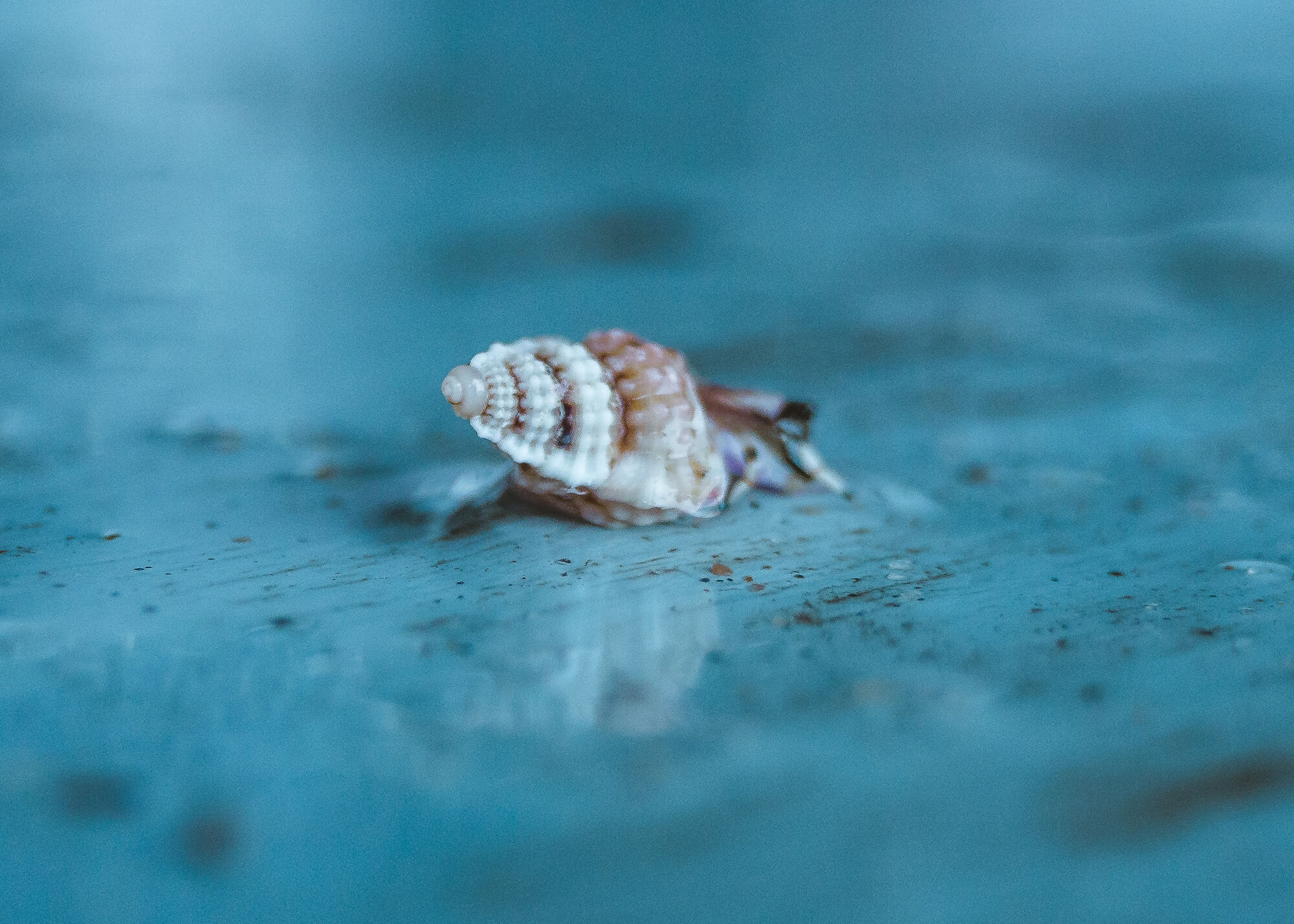 Soorten slakken en hun kenmerken | Aaltjesonline