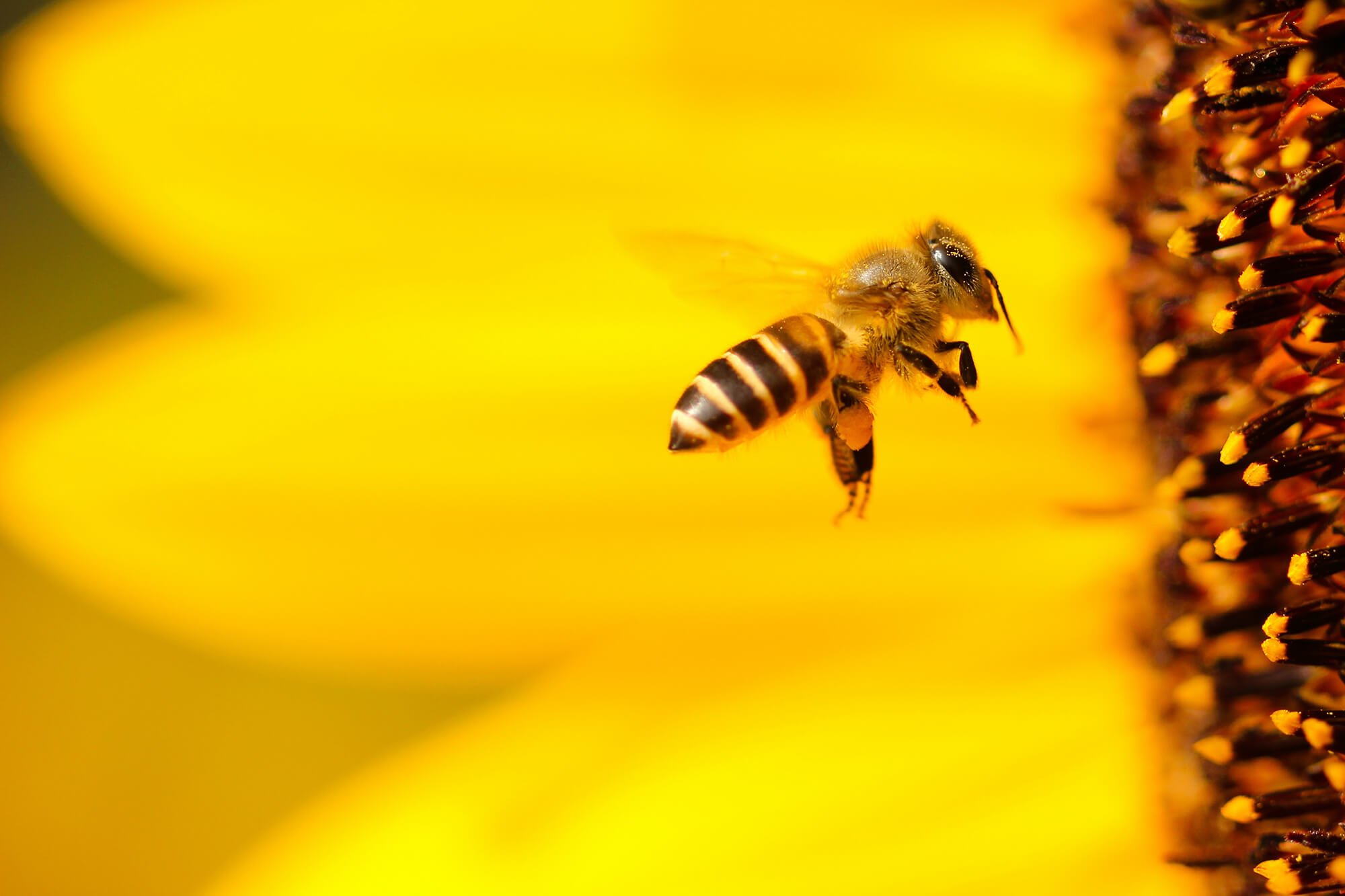 De onderschatte wereld van insecten en geleedpotigen.