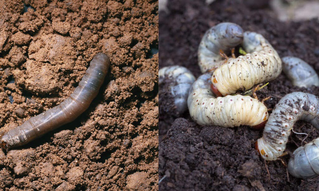 Engerlingen of emelten: wat is het verschil? | Aaltjesonline