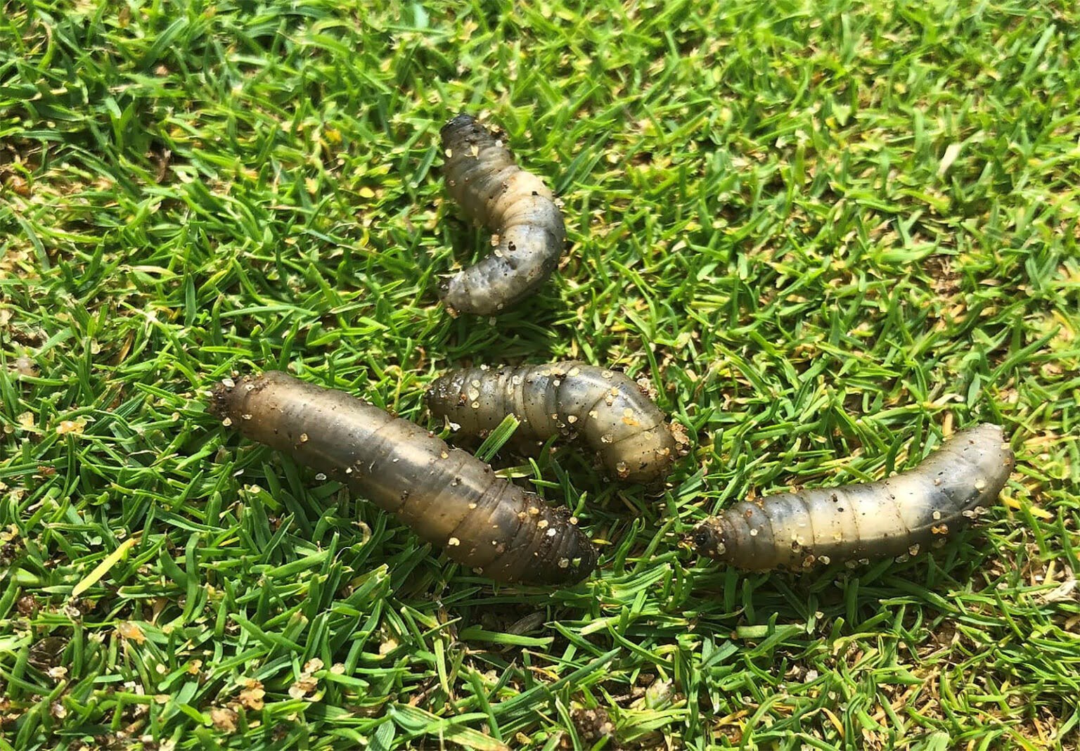 Emelten bestrijden in gazon | Bestrijd ze met aaltjes