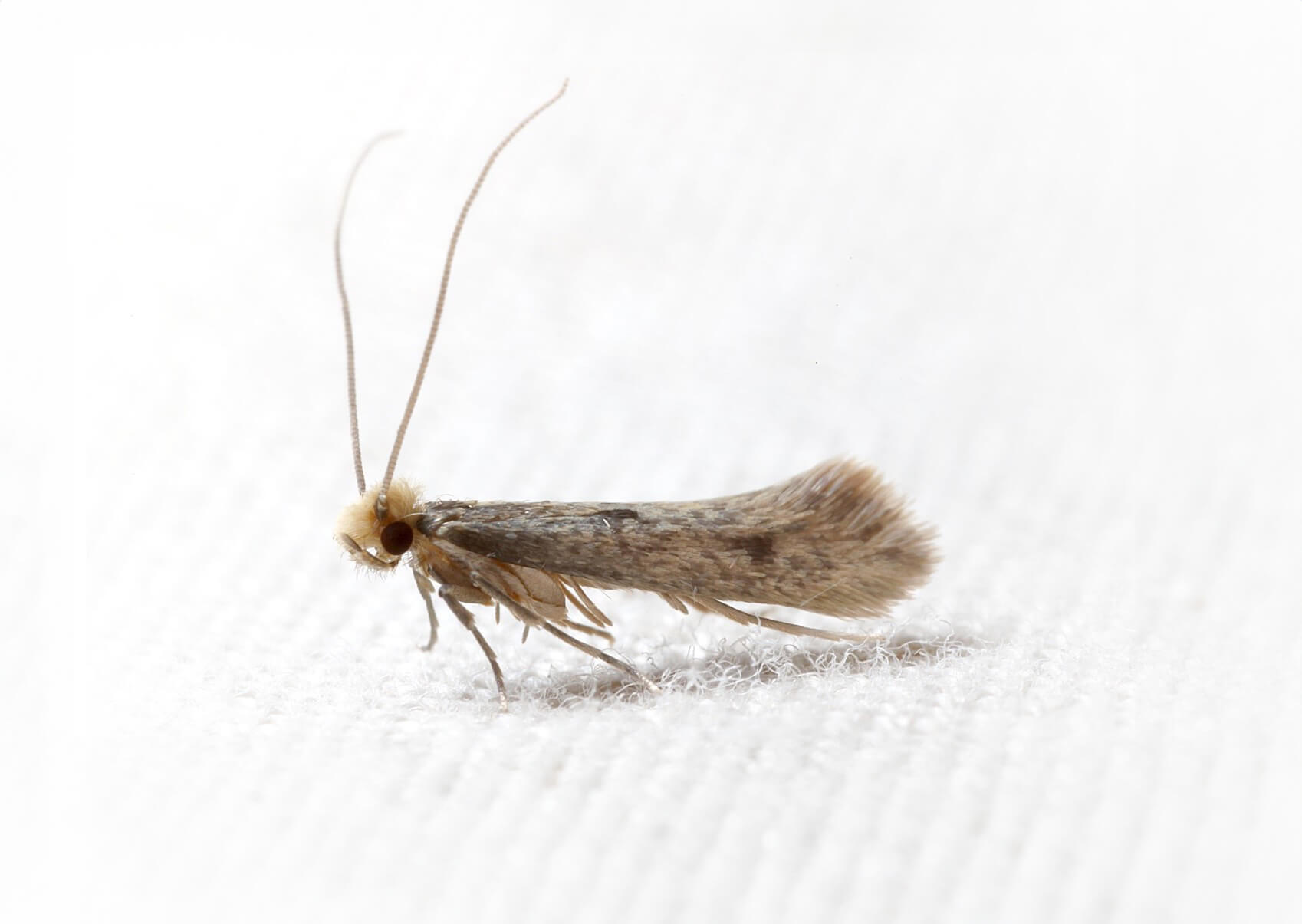 Wat is het verschil tussen een voedselmot en kledingmot? - Aaltjesonline