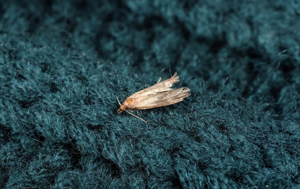 Hoe herken ik de kledingmot? - Aaltjesonline