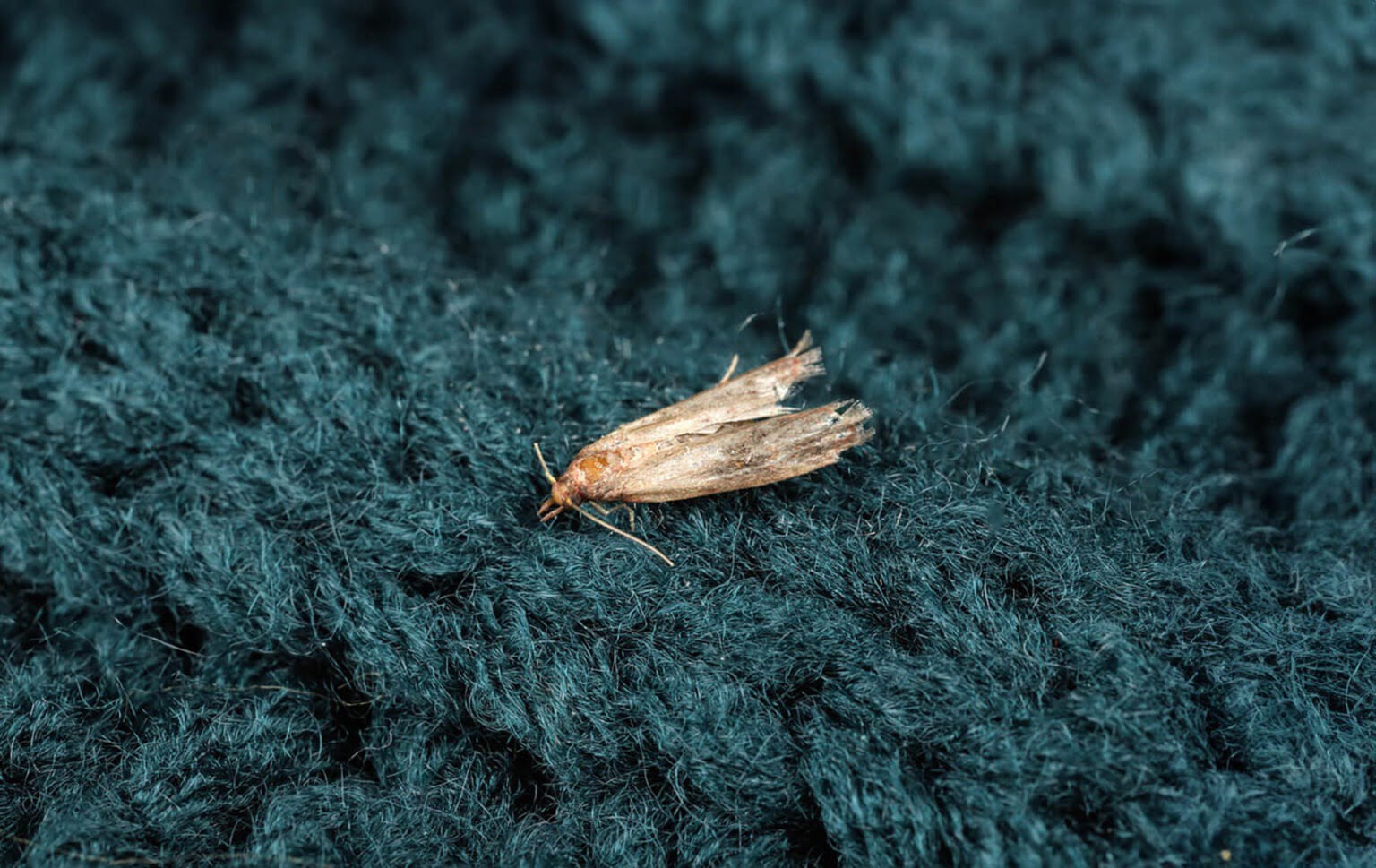 Hoe herken ik de kledingmot? - Aaltjesonline