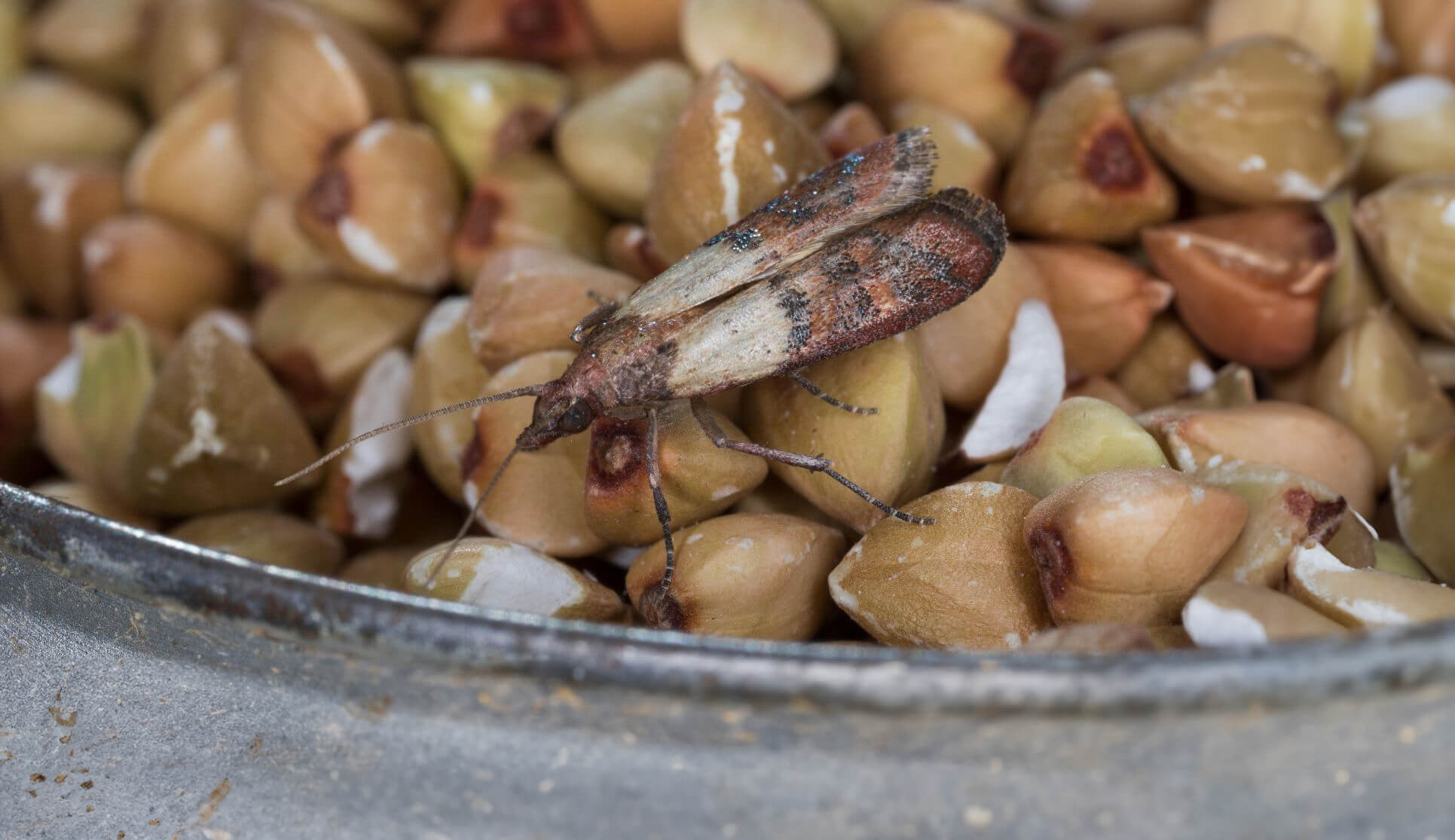 Wat is een voedselmot? - Aaltjesonline
